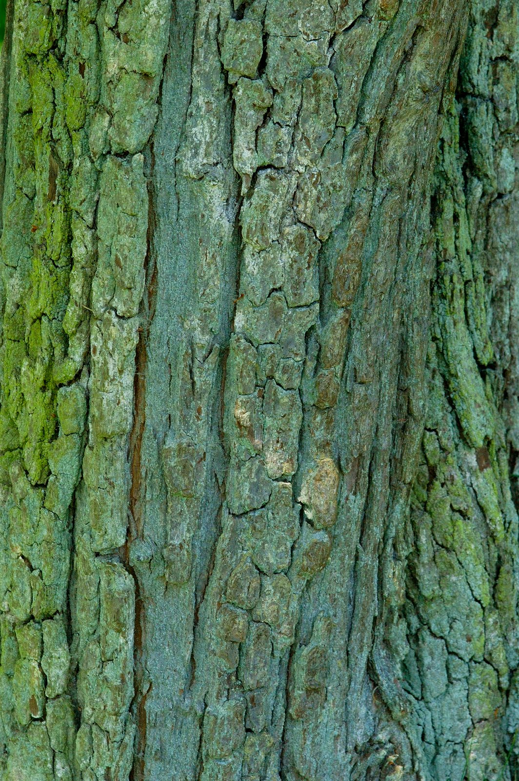 Scottish Wildlife Blog: Kilpatrick Hills, West Dunbartonshire