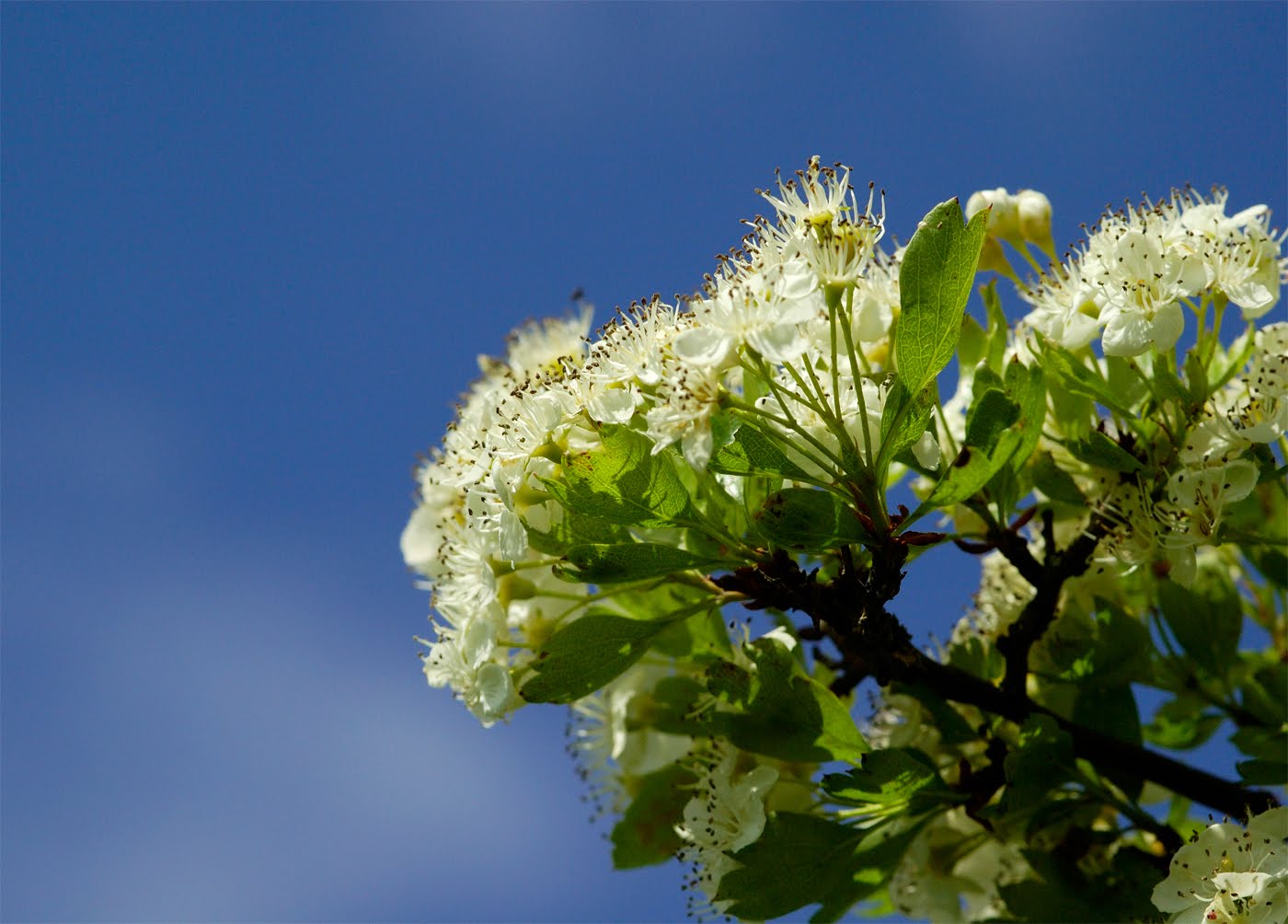 Scottish Wildlife Blog: Kilpatrick Hills, West Dunbartonshire