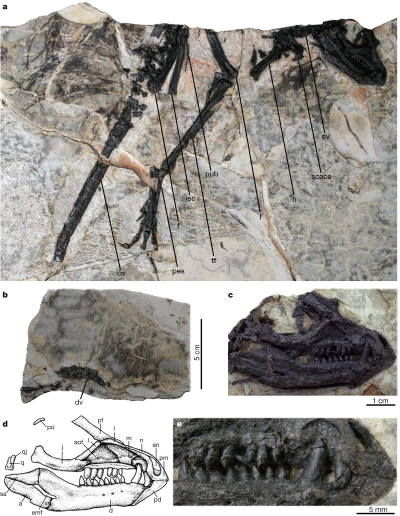 Ashland Vertebrate Biology: Resolving dinosaur phylogenies with fossil ...