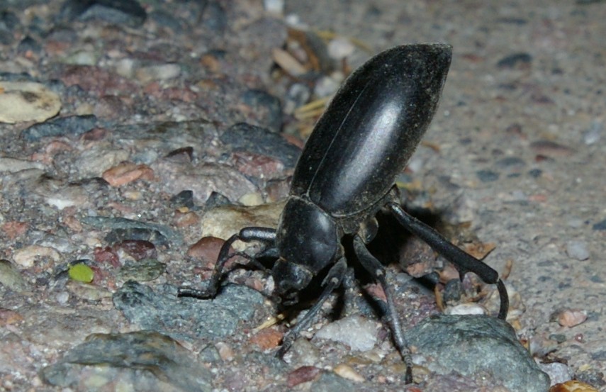 Arizona Gronseth Report: Pinacate Beetle