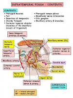 Snotboogie's Rad Onc Notes: ENT Anatomy: Temporal & Infratemporal Fossas