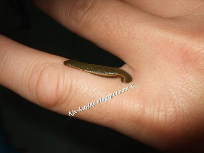 RENAISSANCE: Hirudinea Leech