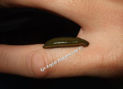 RENAISSANCE: Hirudinea Leech