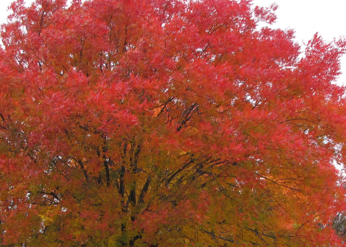 Tulsa Gentleman: Ruby Tuesday - Autumn Red