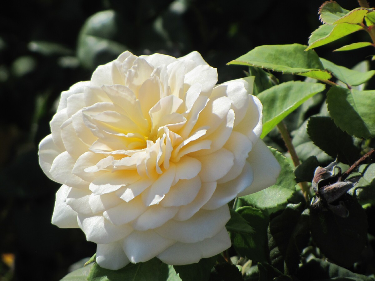 Tulsa Gentleman: SOOC Sunday - Crocus Rose