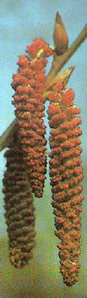 parquealamillo-encinarosa: CHOPO O ALAMO NEGRO - Populos nigra L ...