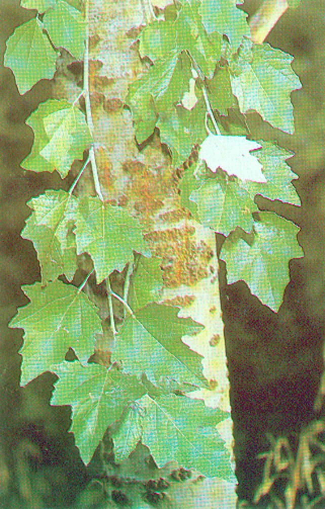 parquealamillo-encinarosa: ALAMO Populos alba.L