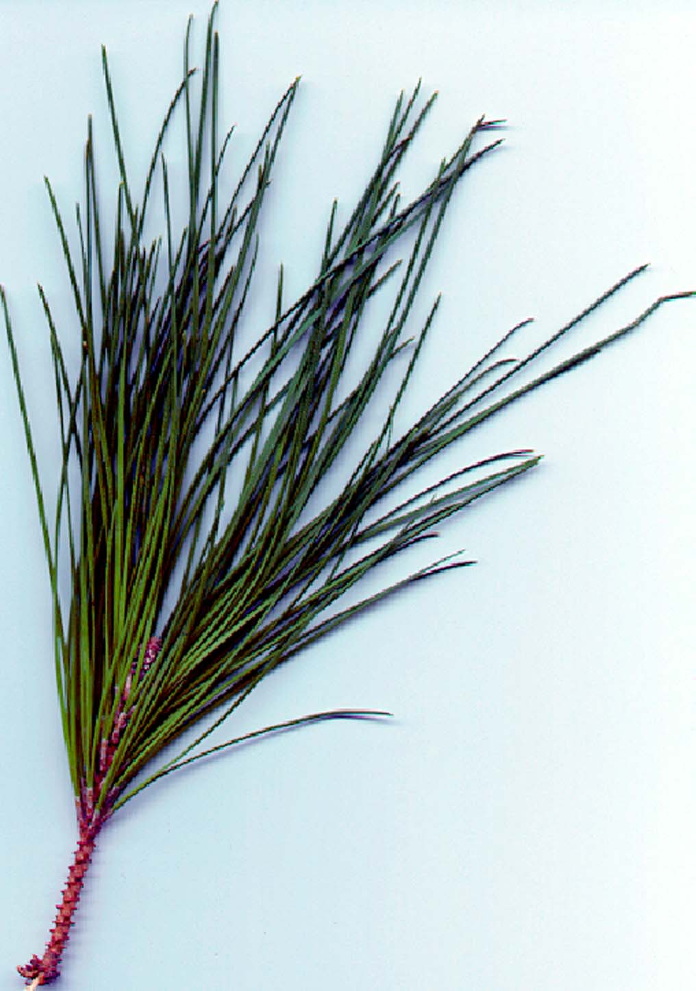 parquealamillo-encinarosa: PINO PIÑONERO - Pinus pinea. L - Pinácea