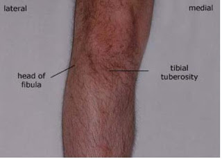 Anatomy of Foot and Ankle | Podiatry