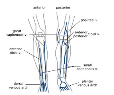 Anatomy of Foot and Ankle | Podiatry