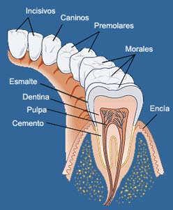 Salud: LOS DIENTES