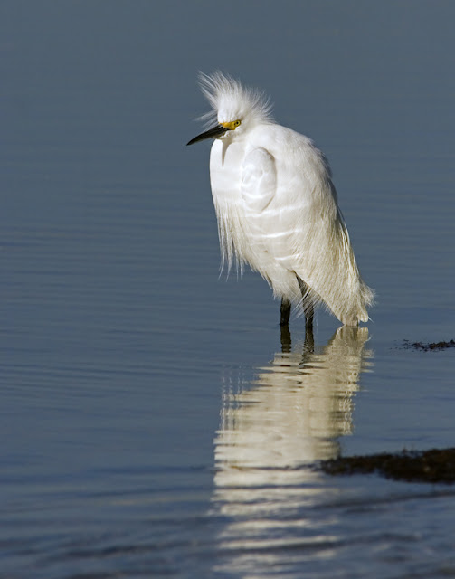 Scott Evers Photography: The Snowy Egret