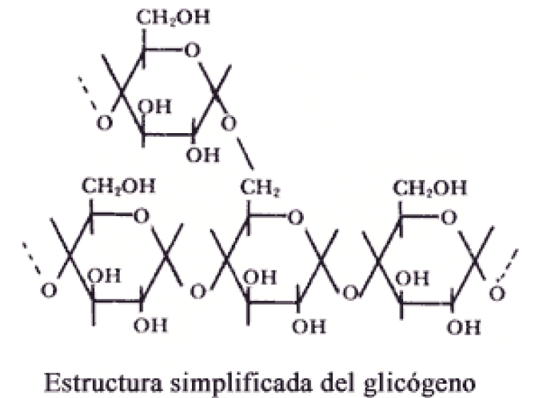 .: Estructura simplificada del glicogeno