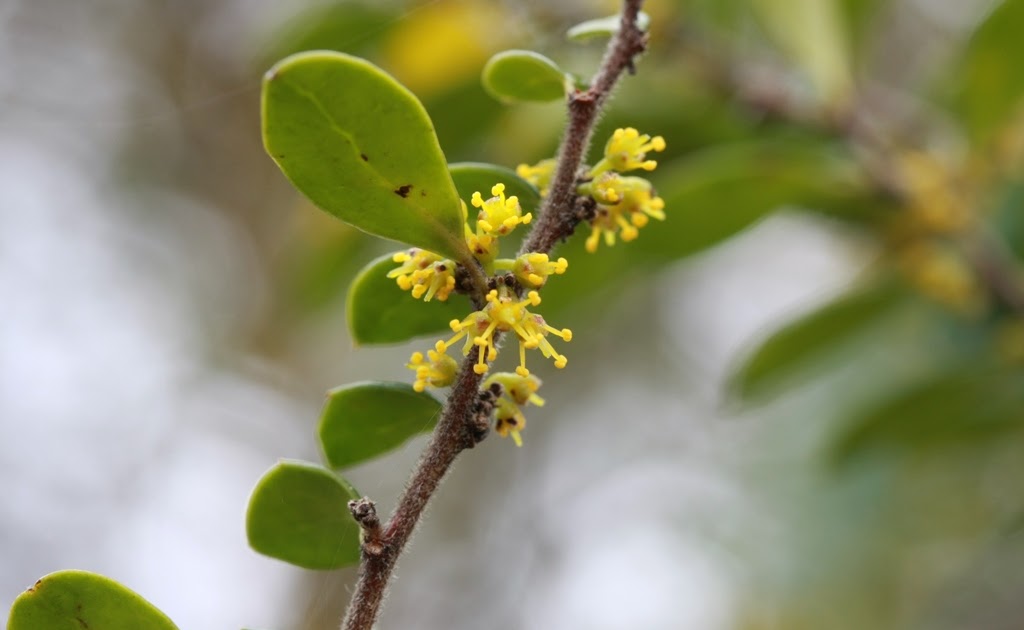TravelMarx: Azara microphylla – Boxleaf Azara
