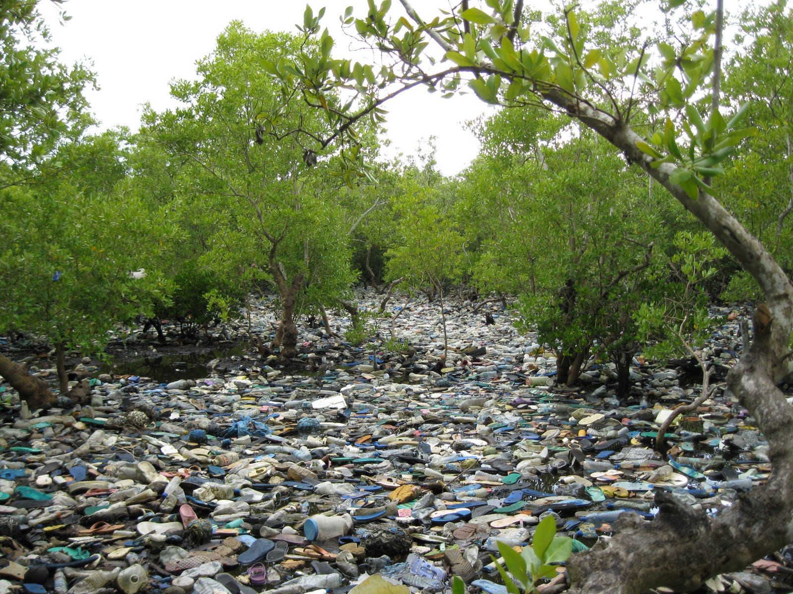 PLASTIC WASTES THREATEN MANGROVES ECOSYSTEM: MANGROVES OF MARUHUBI BAY ...