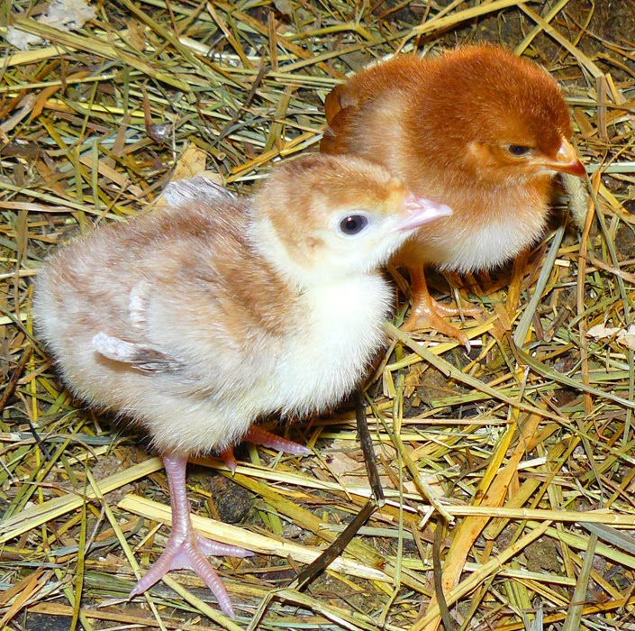 BooneDocksWilcox: bigger buck pen, Bourbon Red poults