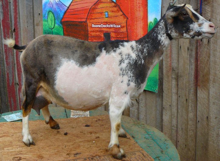 BooneDocksWilcox: how 'bout them udders!