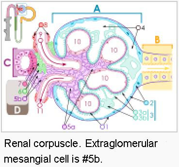 Extraglomerular Mesangial Cells