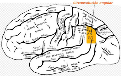 Neurociencias Blog: Lateralización, lenguaje y cerebro escindido