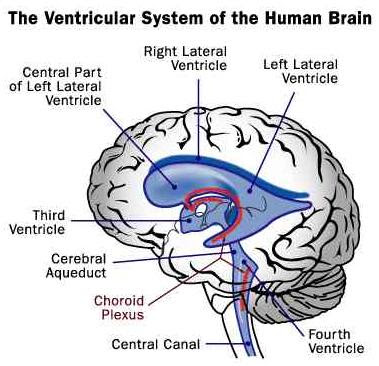ventricular system - meddic