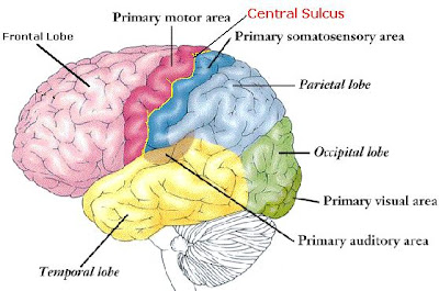 Science, Natural Phenomena & Medicine: Central Sulcus
