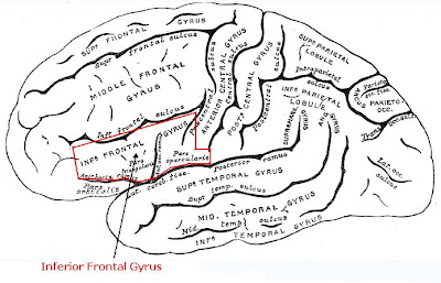 Science, Natural Phenomena & Medicine: Inferior Frontal Gyrus