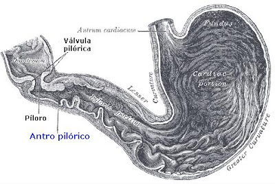 Antro Pilórico; Antro Gástrico