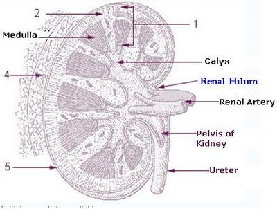 Science, Natural Phenomena & Medicine: December 2009