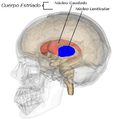 DRUG FOR HEALTH: Cuerpo Estriado