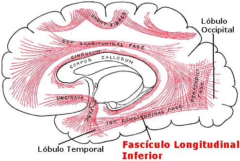 LA MENTE HUMANA: MEMORIA
