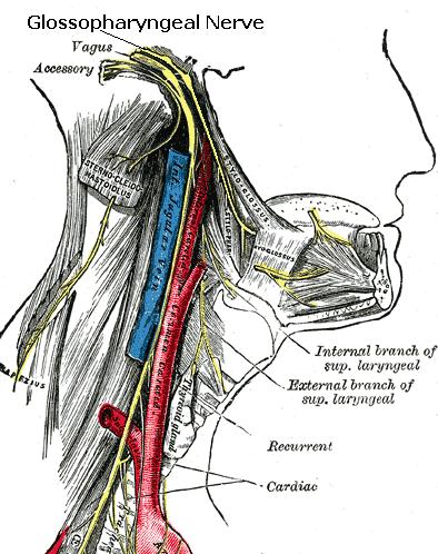 Science, Natural Phenomena & Medicine: Glossopharyngeal Nerve (CN IX)