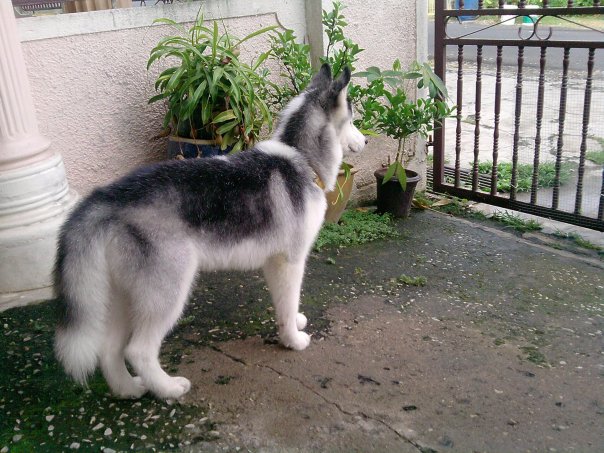 A Little Kennel of Monggloff: Siberian Husky