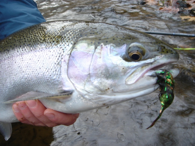 Michigan swinging - Two Handed Rods - Maine Fly Fish