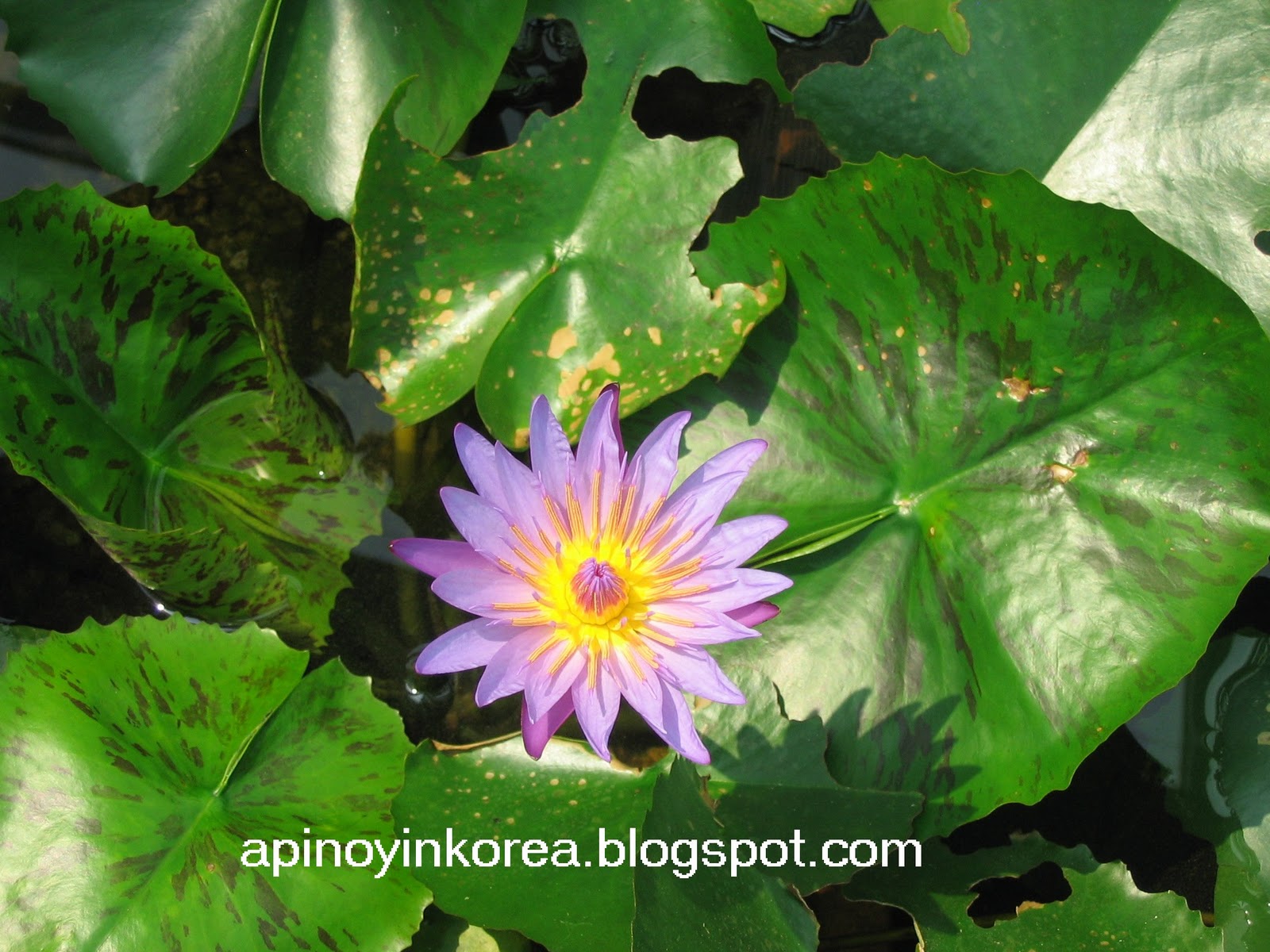 A Pinoy in Korea: Touring South Korea: The Muan White Lotus Festival