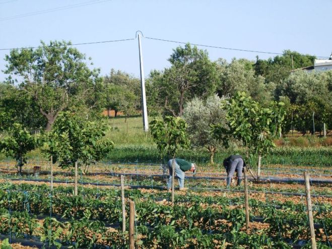 A Arlapa: Policultura