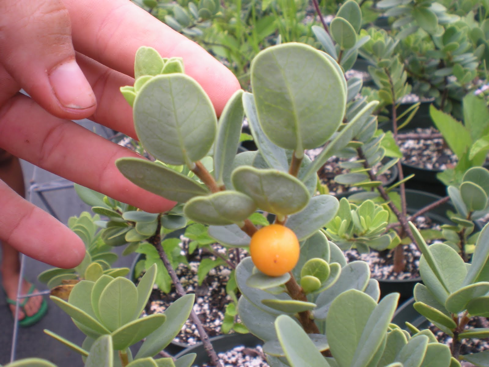 Sunshine Blossoms: Papahana Kuaola