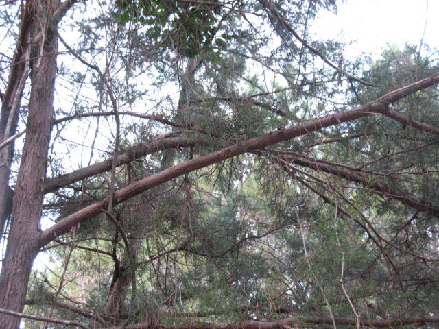 Sensible Survival: The Quickie Greenwood Survival Bow