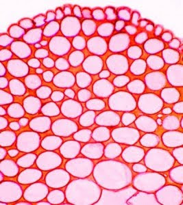 firzy_MRZ: STRUKTUR DAN FUNGSI JARINGAN TUMBUHAN