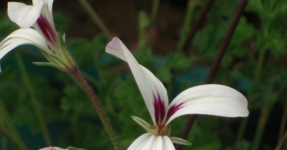 PERFECT PELARGONIUMS: Trailing treasure