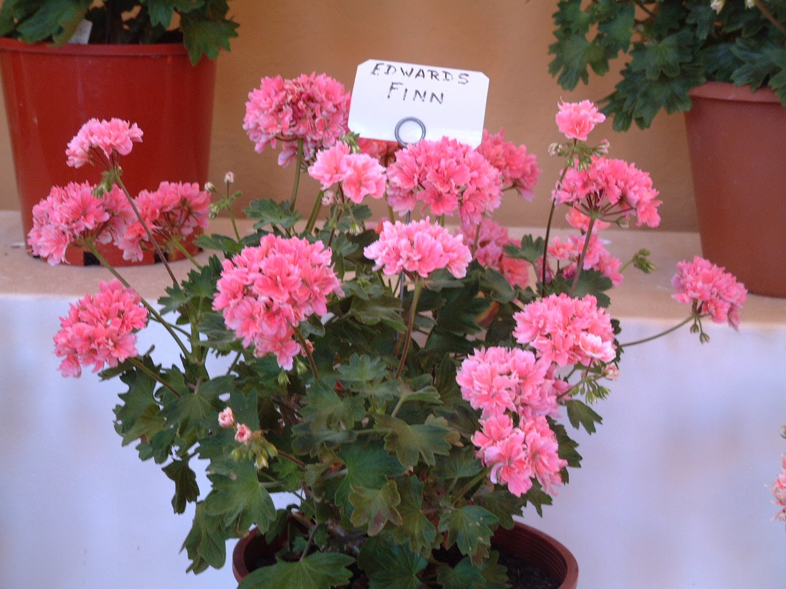PERFECT PELARGONIUMS: Stellar Pelargonium 'Edward's Finn'