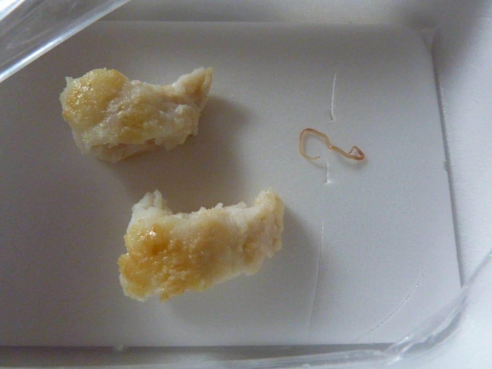 chez leuuclerc poisson frais.....: des vers dans le poison vendu chez ...