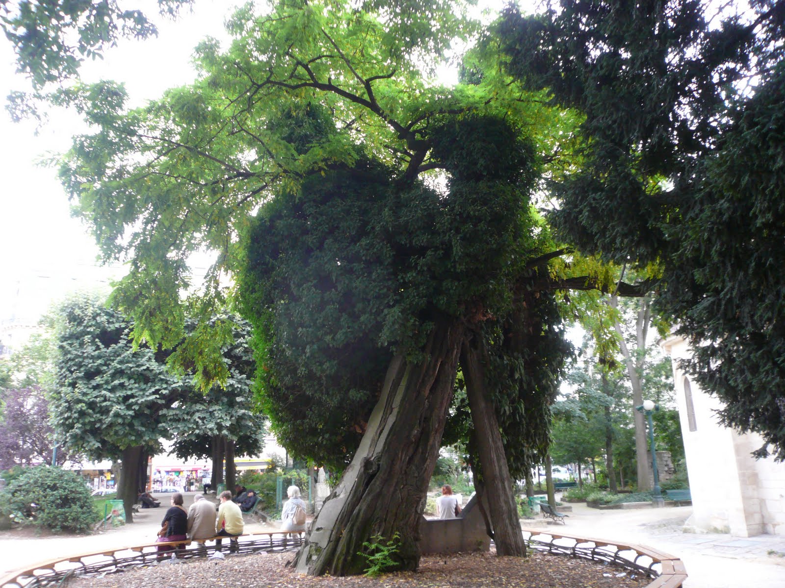 the pleasure of gardening: the oldest tree in Paris
