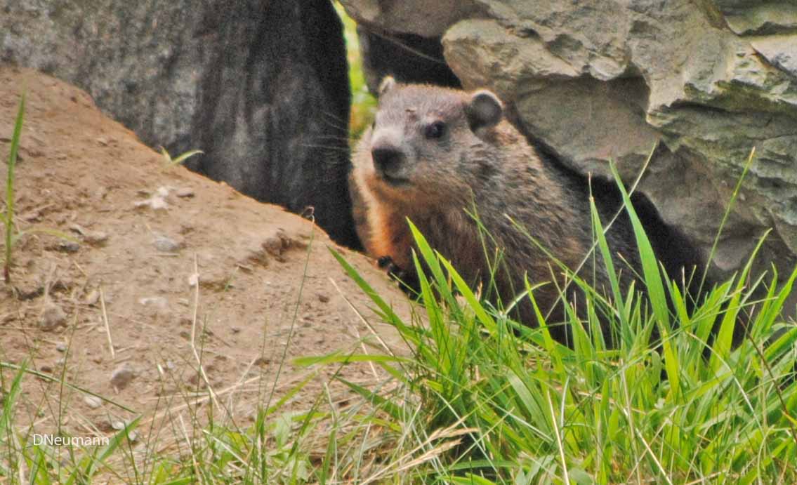 Around Dusty Roads: Ground Hog Day