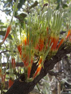 Growing Gardeners: Indigenous Beauties : Tapinanthus