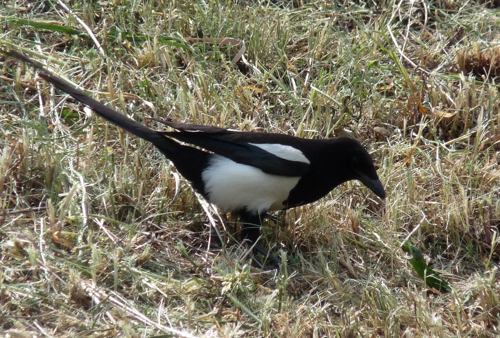 Inscriptie: Pasari si iar pasari!