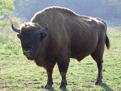 Inscriptie: Zimbrul romanesc exista si e un animal minunat!