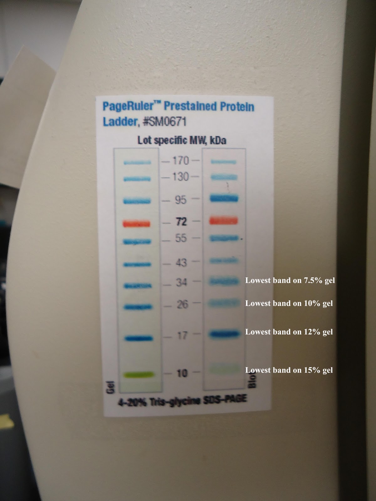 Desert Fantasy: How to do a nice Western Blot 101-Making a pre-cast gel