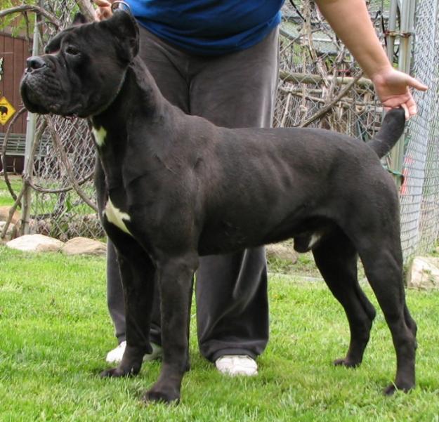 Cane Corso