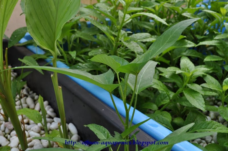 Affnan's Aquaponics: Kangkong - Water Spinach