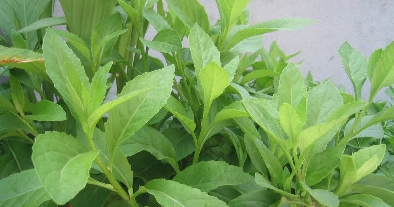 Affnan's Aquaponics: Sambung Nyawa - Leaves of the God